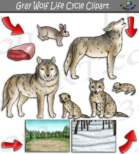 Gray Wolf Life Cycle Clipart Set Download Clipart 4 School