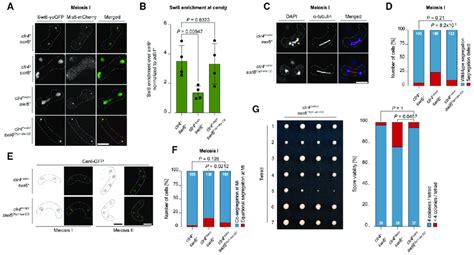 Restoration Of Swi6 Binding To Pericentromeric Repeats Rescues The