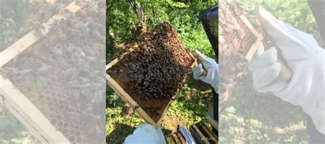 Пчелосемьи купить в Бирске Животные и зоотовары Авито