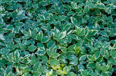 Premium Photo Green Folliage Background Beautiful Pattern