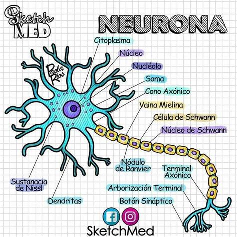 Dibujo De La Neurona Y Sus Partes Porn Sex Picture