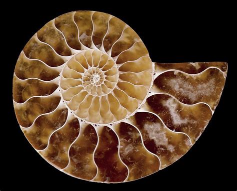 Ammonite Fossil Crystal Spiral