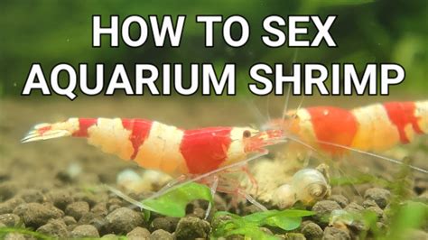 How To Sex Aquarium Shrimp The Secret No One Tells You Youtube