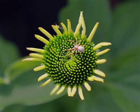 Garden Wildlife Gallery 2023 Herbidacious