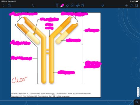 Adaptive Immunity Flashcards Quizlet