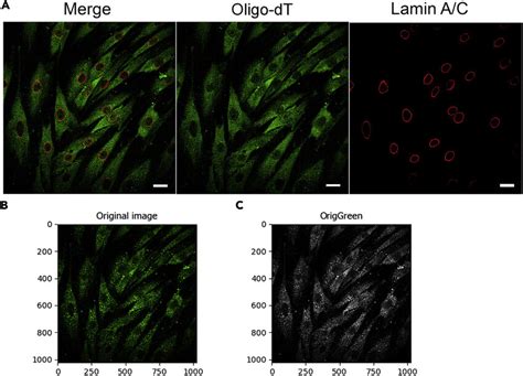 Convert Color Image To Grayscale A Original Confocal Micrographs Of