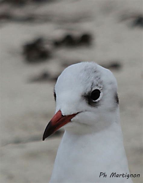 Mouette Rieuse Phma330381