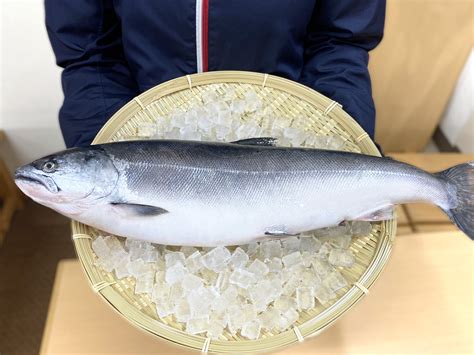 根室杉山水産 札幌場外市場のオンラインショップ 鮭・いくら・魚卵