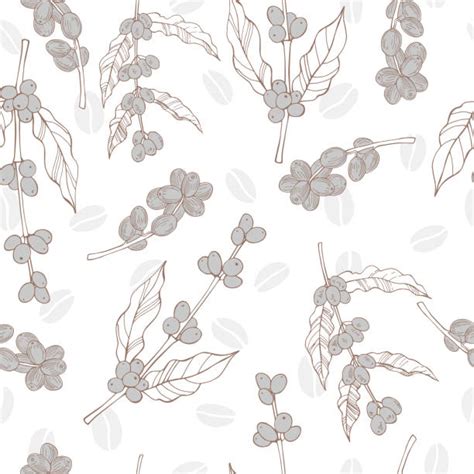930개 이상의 Robusta Coffee Crop 스톡 일러스트 Royalty Free 벡터 그래픽 및 클립 아트 Istock