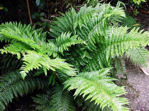 Polystichum | Посадка деревьев, Тенелюбивые растения, Идеи посадки растений