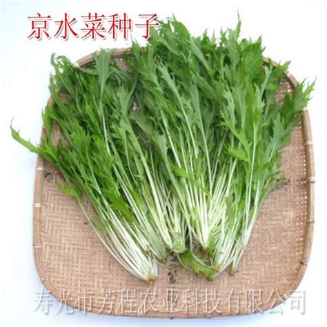 白梗千筋京水菜种子水晶菜种子四季种春播菜籽盆栽蔬菜种子特菜种子 产品关键词京水菜种子白梗京水菜白梗千筋京水菜京水菜价格京水菜