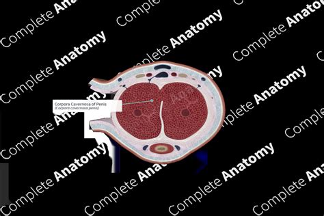 Corpora Cavernosa Of Penis Complete Anatomy