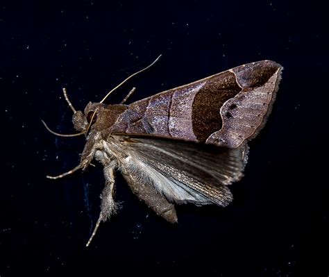 Moths At Night