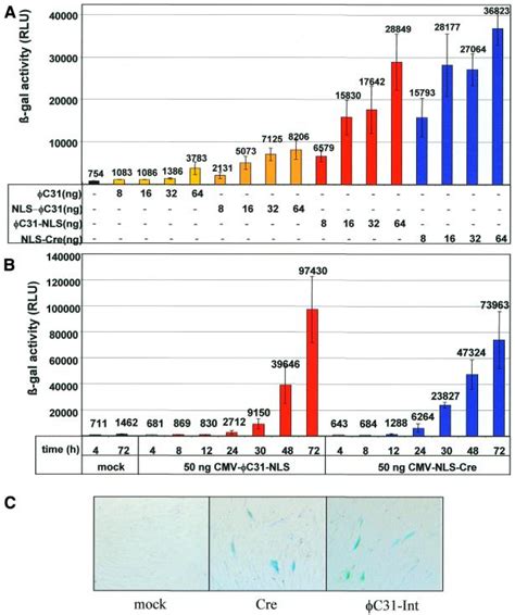 Enhanced Efficiency Through Nuclear Localization Signal Fusion On Phage φc31 Integrase Activity