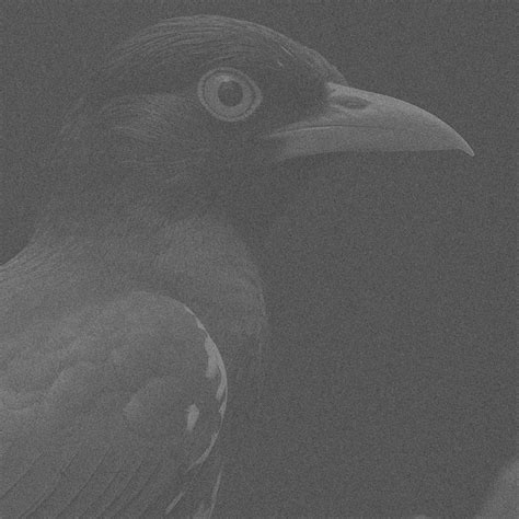 Acridotheres Javanicus 1802 26082014 • Warin Lab Contemporary