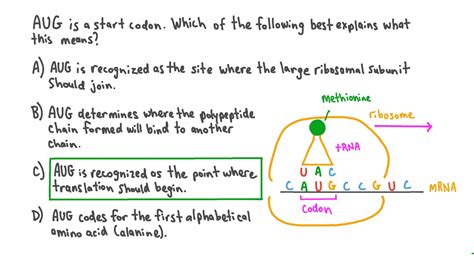 Question Video Recalling The Function Of A Start Codon Nagwa