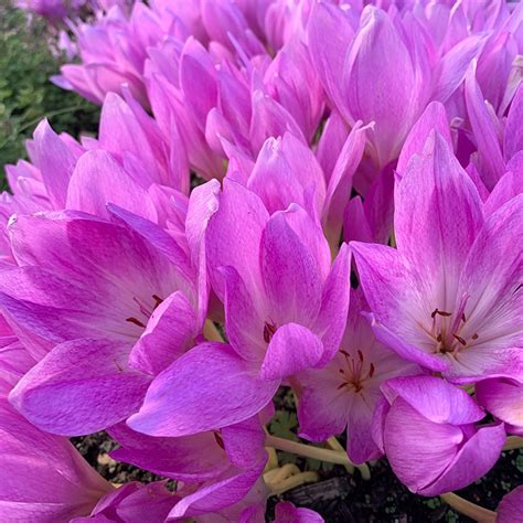 Giant Colchicum Fall Flowering American Meadows