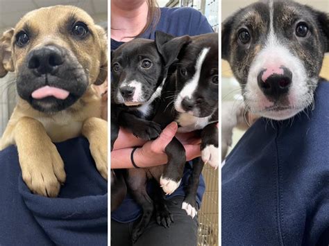 Ma Shelter Overflowing With Puppies In Need Of Adoption Salem Ma Patch
