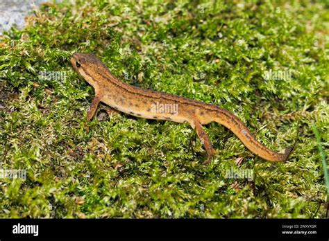 Smooth Newt Triturus Vulgaris Lissotriton Vulgaris Juvenile On Moss Germany Bavaria Stock