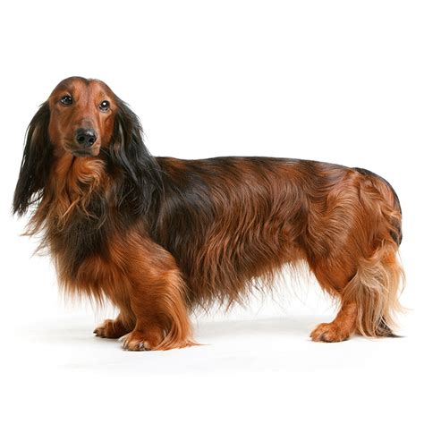 Chocolate Based Red Long Haired Dachshund A Sweet And Adorable