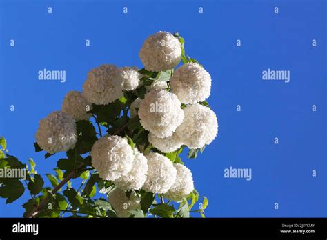White Common Hydrangea Stock Photo Alamy