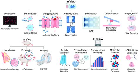 Graphical Summary Of In Vitro In Vivo And In Silico Methods For Aqp