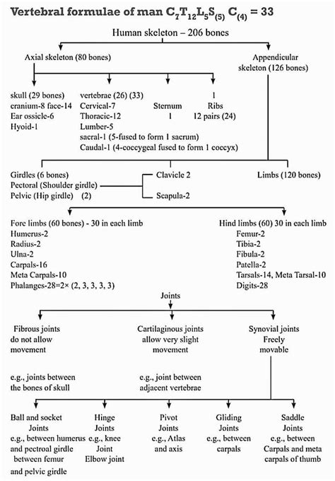 Class 11th Biology Chapter 20 Locomotion And Movement Ncert Quick