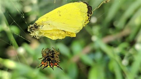 Premium Photo View Of Spider Gasteracantha Cancriformis Preying On
