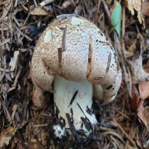 Racso777mushroomdataset · Datasets At Hugging Face