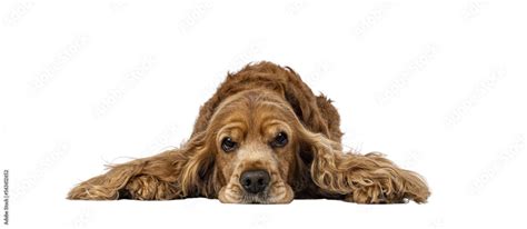 Handsome Brown Senior Cocker Spaniel Dog Laying Down Facing Front