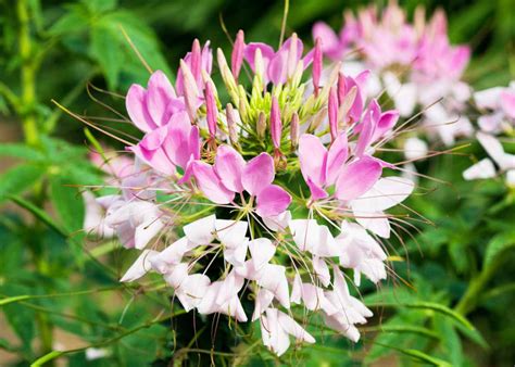 Cleome Care A Guide To Flourishing Spider Flowers ~ Garden Down South
