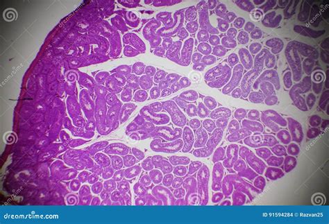 Testis Cartoon Vector 17377931