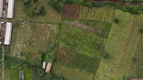 Loitokitok Kenya March 2021 Loitokitok Kenya Food Production In