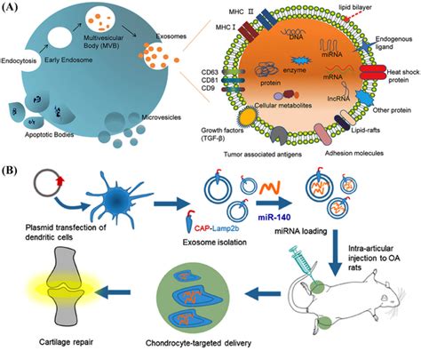 A Biogenesis Scheme Of Three Kinds Of Extracellular Vesicles