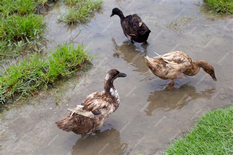 Premium Photo Free Range Duck Farm Natural Organic Duck