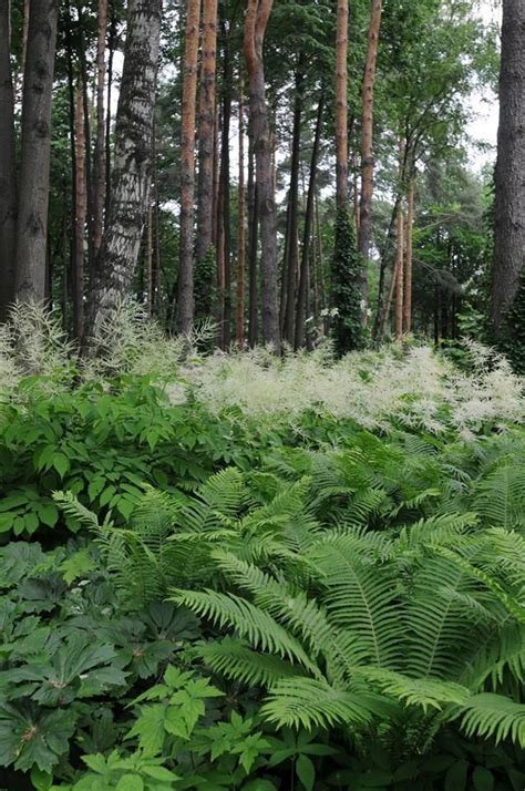 Solutions For Wet Shady Sites Artofit