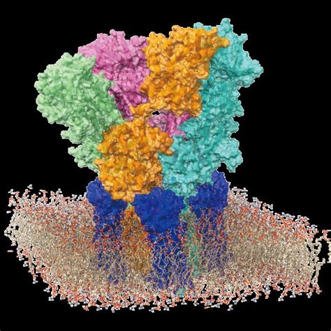 High Speed Atomic Force Microscopy Reveals Dynamic Behavior Of Brain Receptors