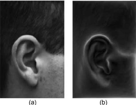 Illustrating The Force Field Transform Results A Image Of An Ear And