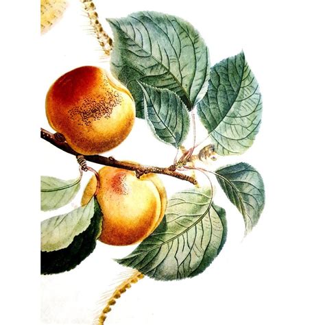 Original Lithograph Flordali Apricot By Salvador Dali Galerie