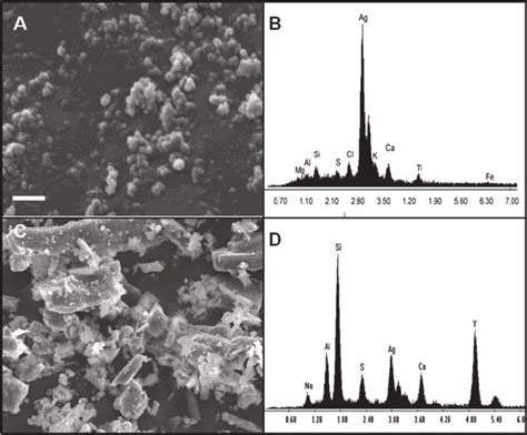 Scanning Electron Microscopy Sem And Energy Dispersive X Ray Analysis