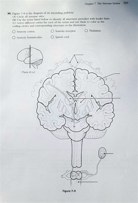 SOLVED Chapter 7 The Nervous System Figure 7 9 Is A Diagram Of An Ascending Pathway A