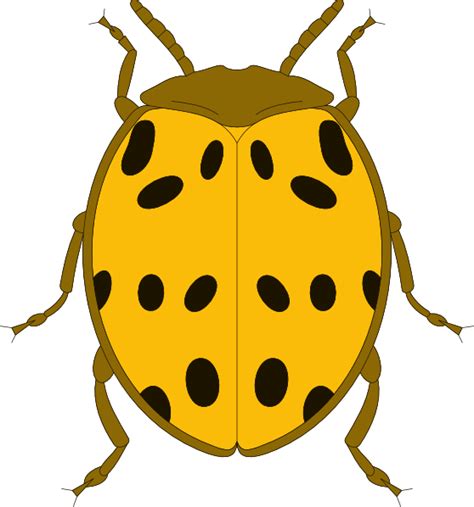 Beetle Clipart Clipart Best