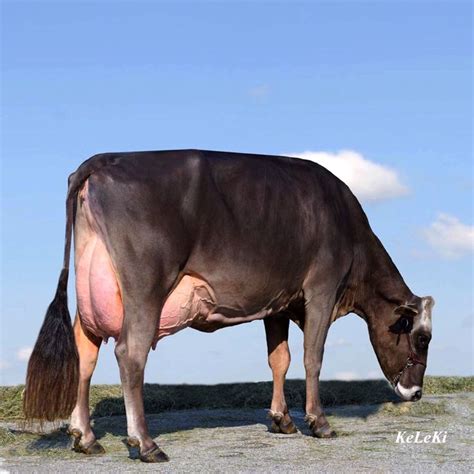 Jersey Cow Standing In A Field