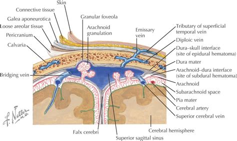 Anatomy Of Scalp