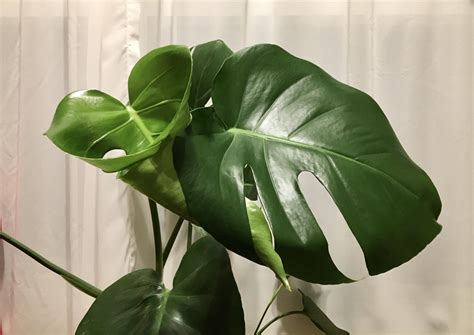 Just Noticed How This New Leaf Unfurled Rhouseplants