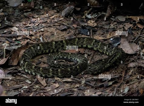 Common Lancehead Bothrops Atrox From The Peruvian Amazon Stock Photo