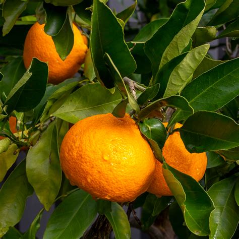 Citrus Reticulata Mandarin Satsuma Japanese Seedless Dwarf Forest