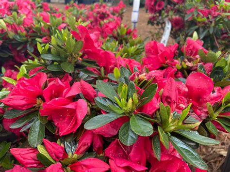 Azalea Red Slippers 3g • Cross Creek Nursery And Landscape