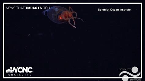 Colossal Squid Captured On Video For The First Time