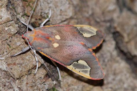 Wow Moths Jam Bat Sonar Live Science